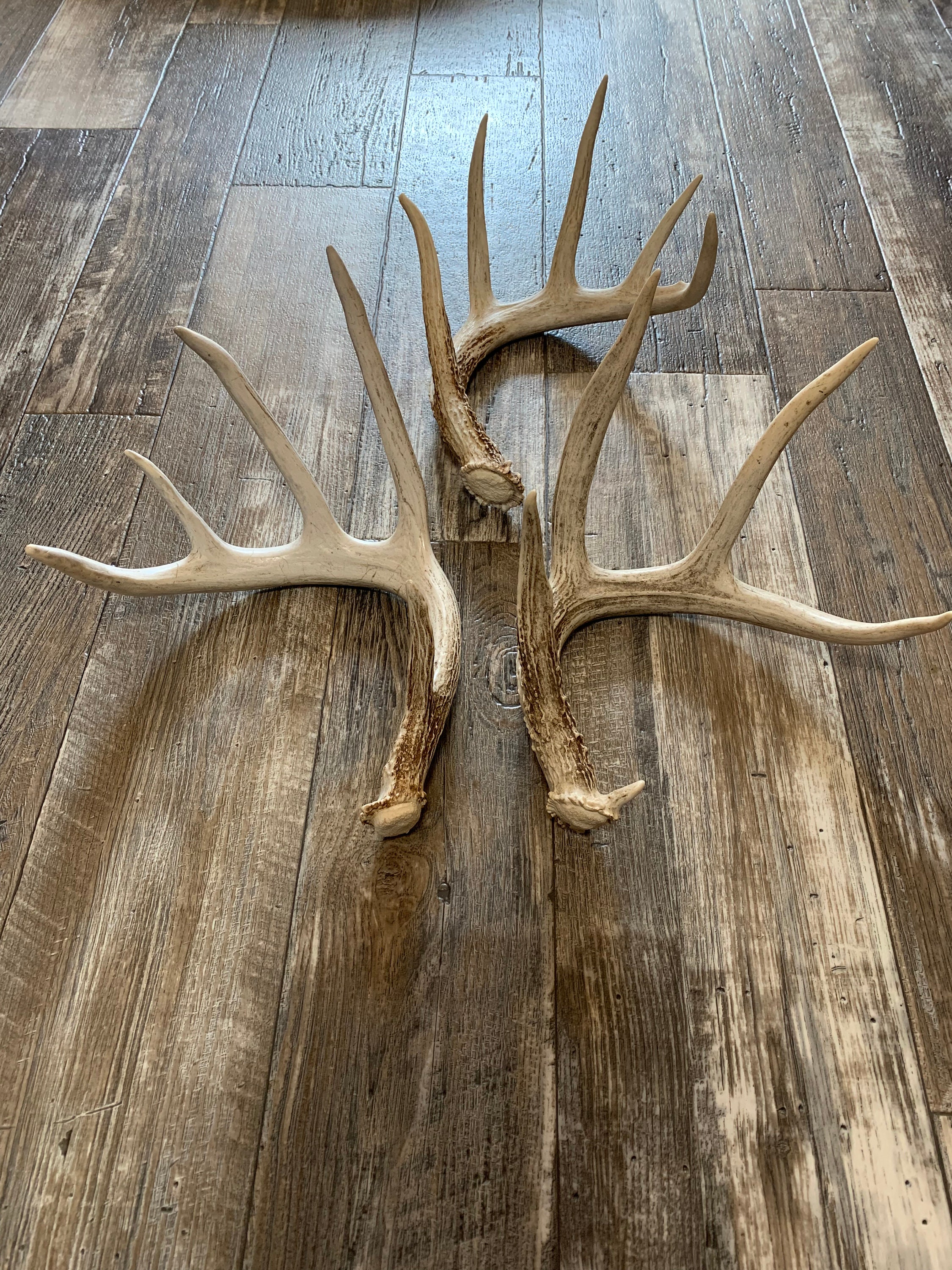 Large Deer Antler. Whole Deer Antler. Craft Antler. Grade A Antler. One ...
