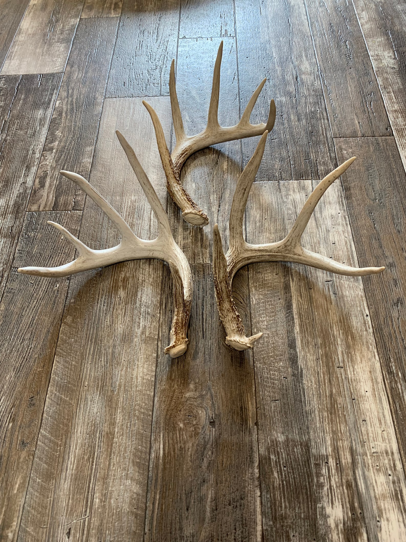 Large Deer Antler. Whole Deer Antler. Craft Antler. Grade A Antler. One ...