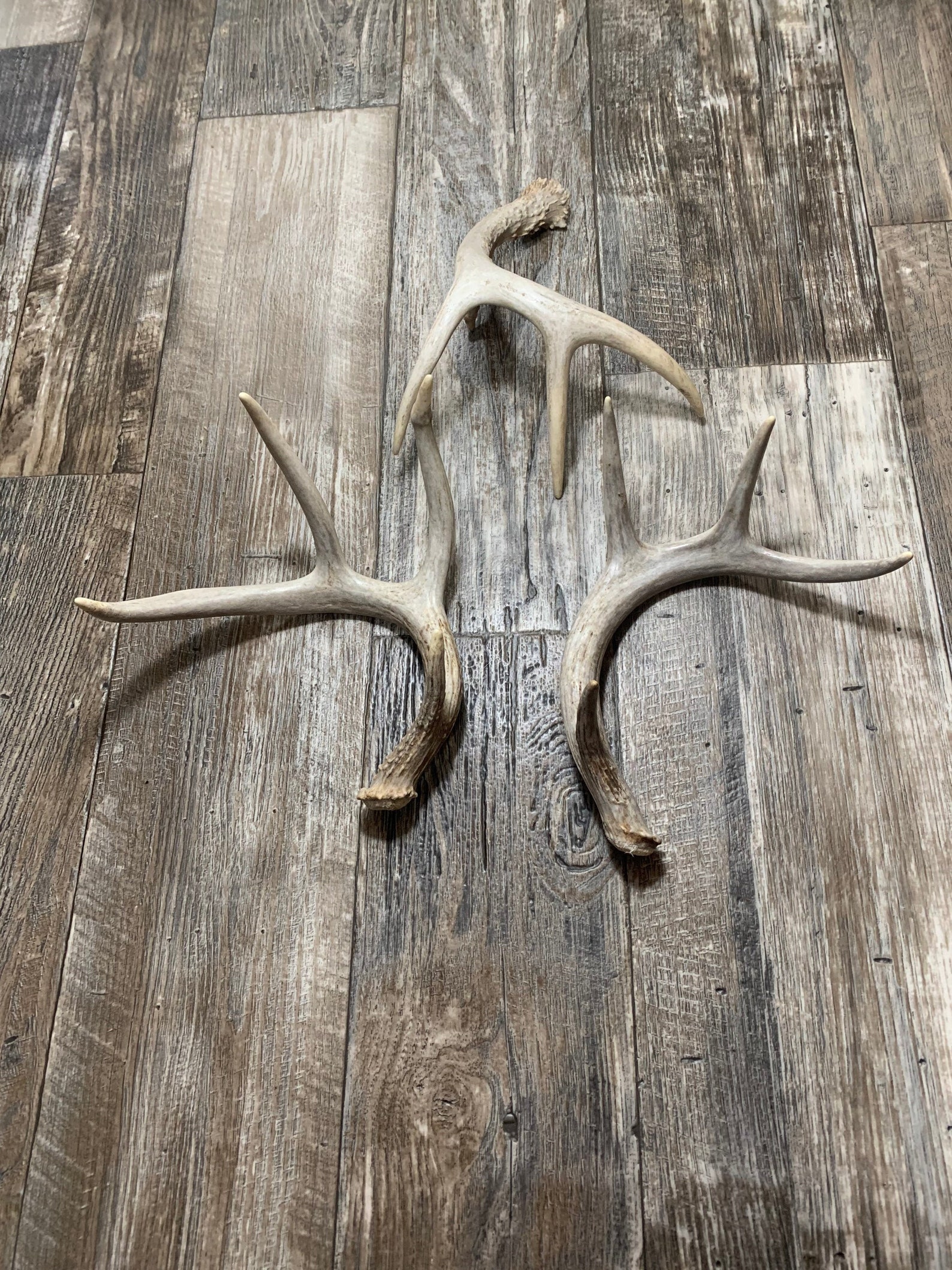 Small Deer Antler. Whole Deer Antler. Craft Antler. Grade A Deer Antler ...