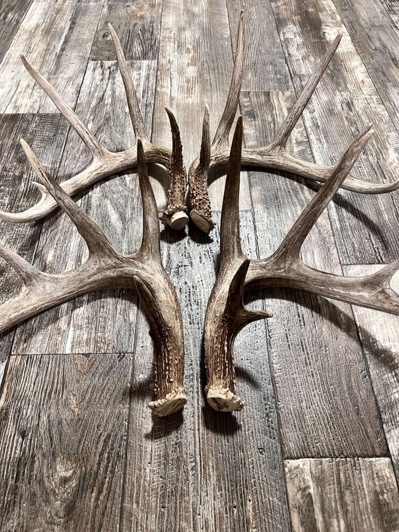 2 Pack Deer Antler. Whole Deer Antler. Craft Grade. Grade A - Etsy
