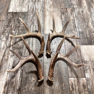 2 Pack Deer Antler. Whole Deer Antler. Craft Grade. Grade A Antlers ...