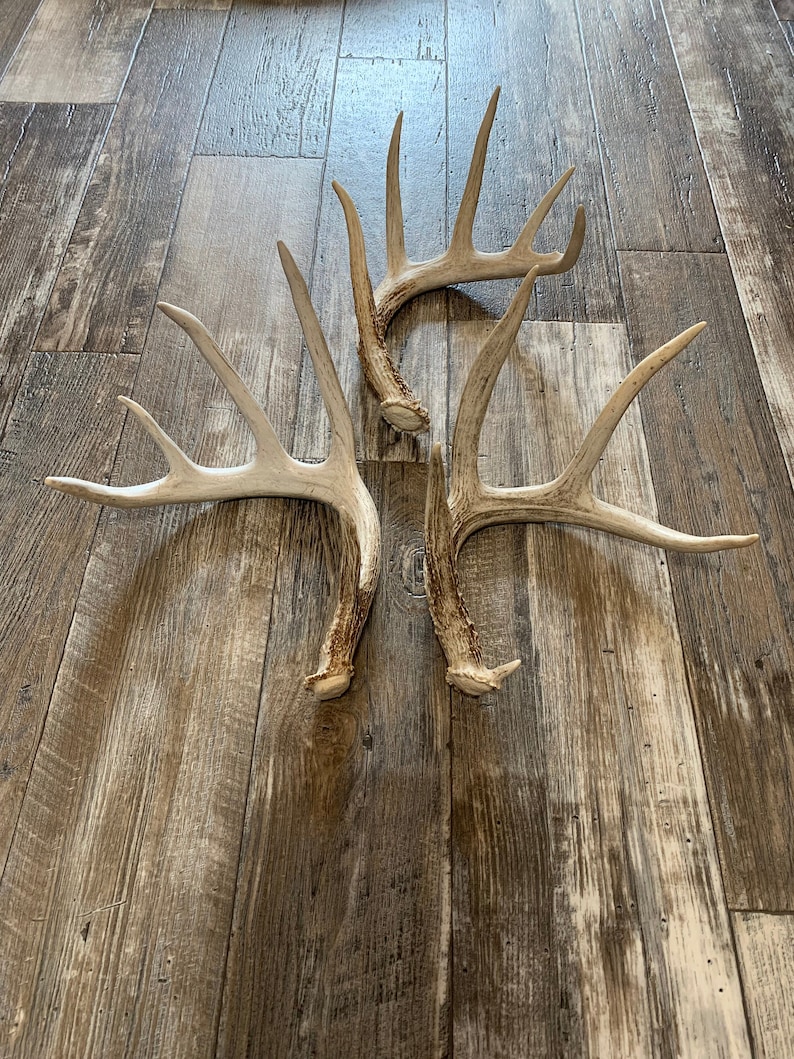 Large Deer Antler. Whole Deer Antler. Craft Antler. Grade A Antler. One ...