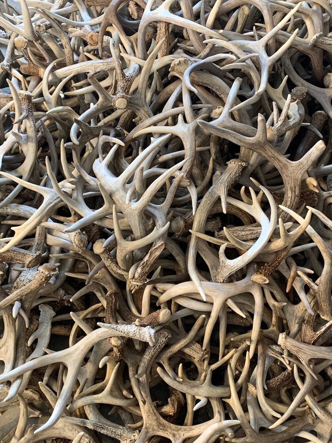 Bulk Craft Whitetail Deer Antlers! No Broken Tines or Tips! Natural ...
