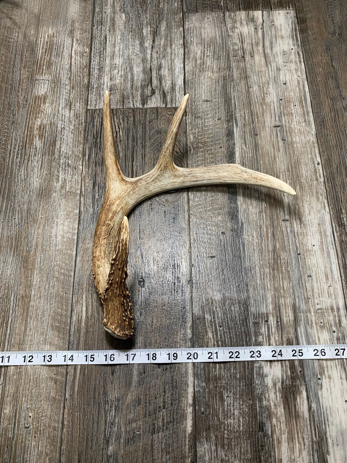 Medium Deer Antler. Whole Antler. Craft Antler. Grade A Antlers. One ...