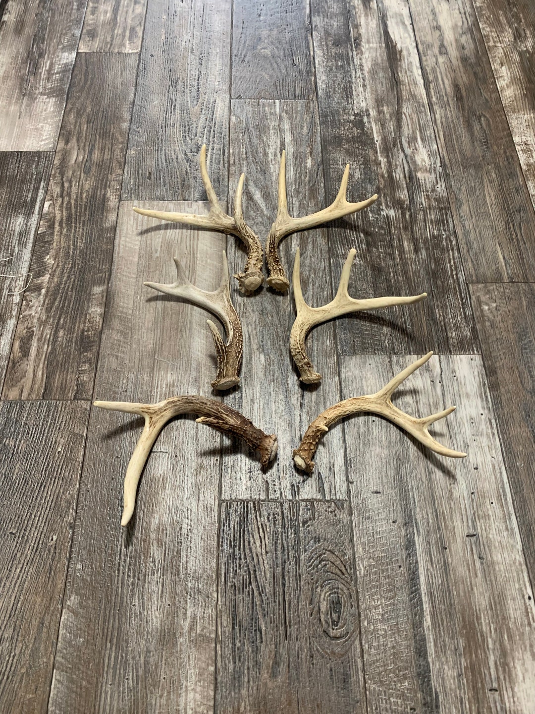 2 Pack Extra Small Deer Antlers, Whole Deer Antlers, Craft Grade, Grade ...