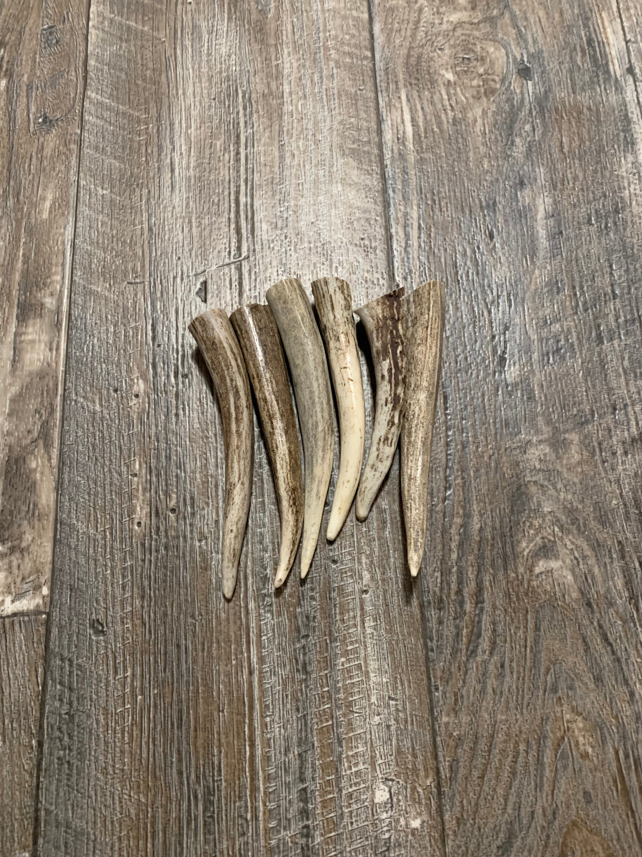 Deer/elk Antler Tips - Etsy