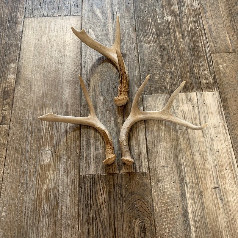 Real Deer Antlers - Etsy