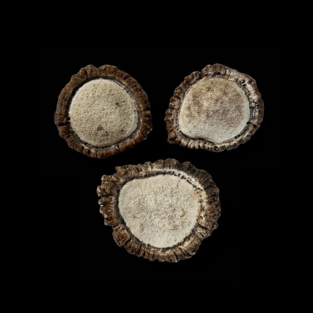 3 Pack Elk Antler Burr. All Natural Elk Antler Burr From Montana ...