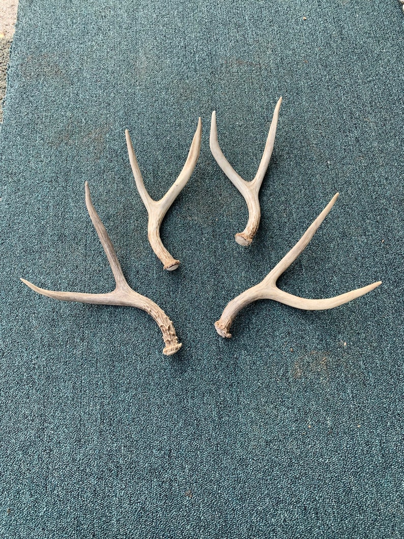 Forked Deer Antler~ Naturally Shed 2 Points From Montana! Craft and A ...