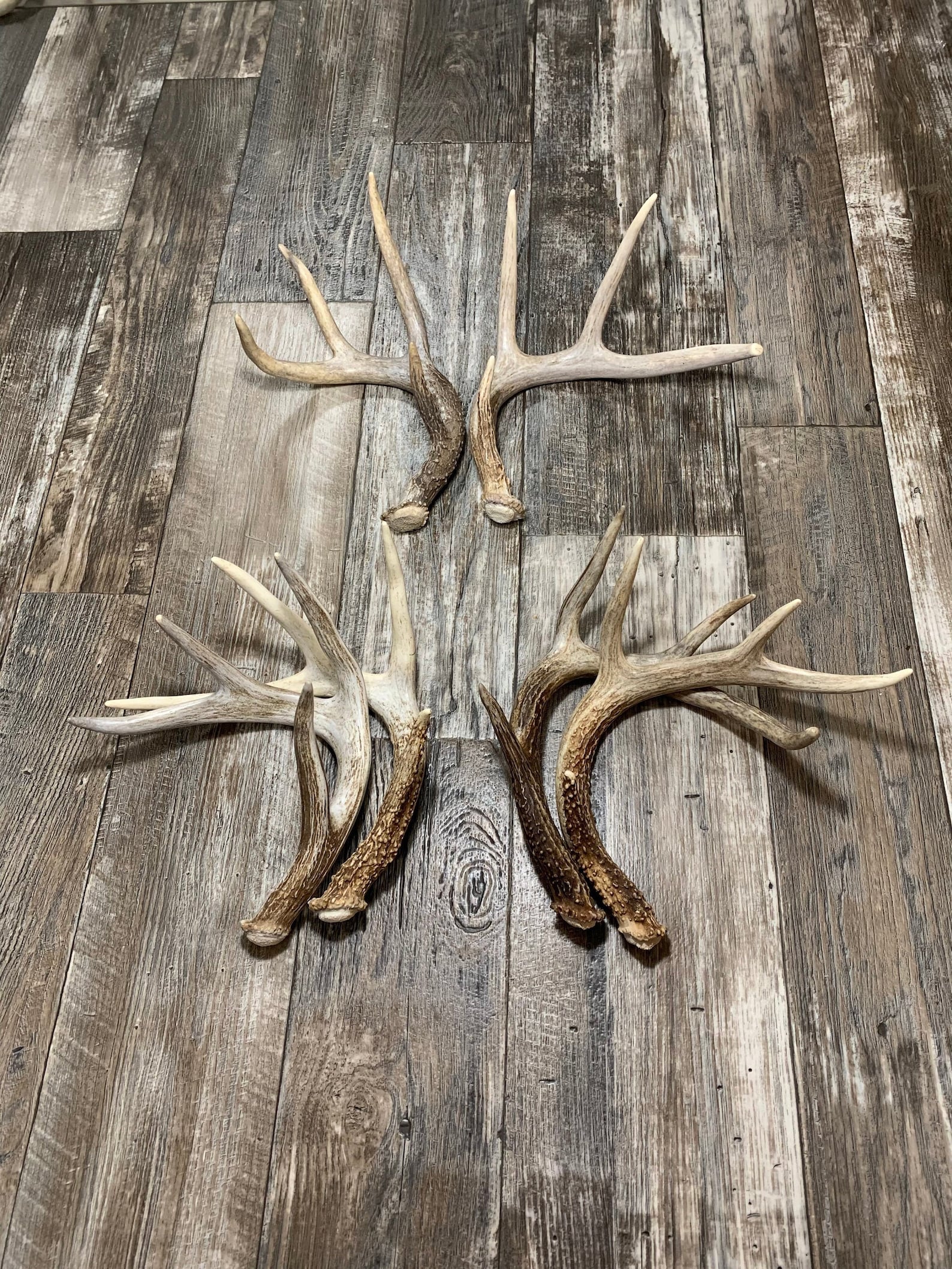 2 Pack Deer Antler. Whole Deer Antler. Craft Grade. Grade A - Etsy