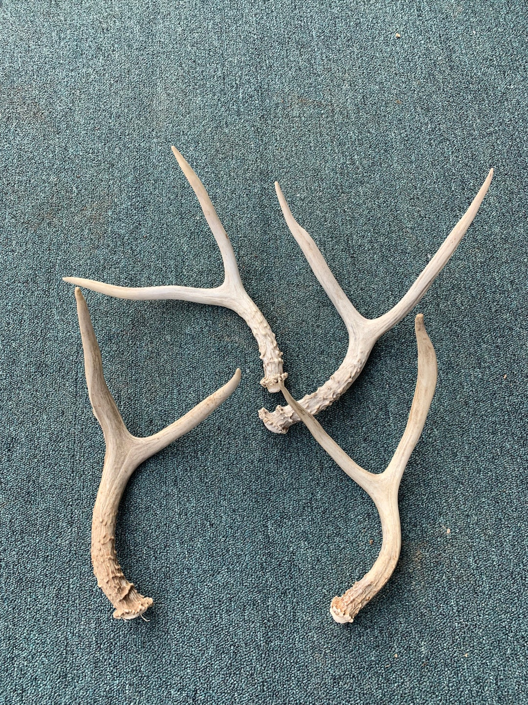 Forked Deer Antler~ Naturally Shed 2 Points From Montana! Craft and A ...