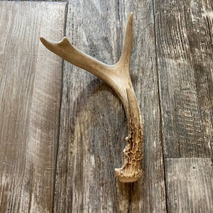 Extra Small Deer Antler. Whole Deer Antler. Craft Antler. One Shed ...