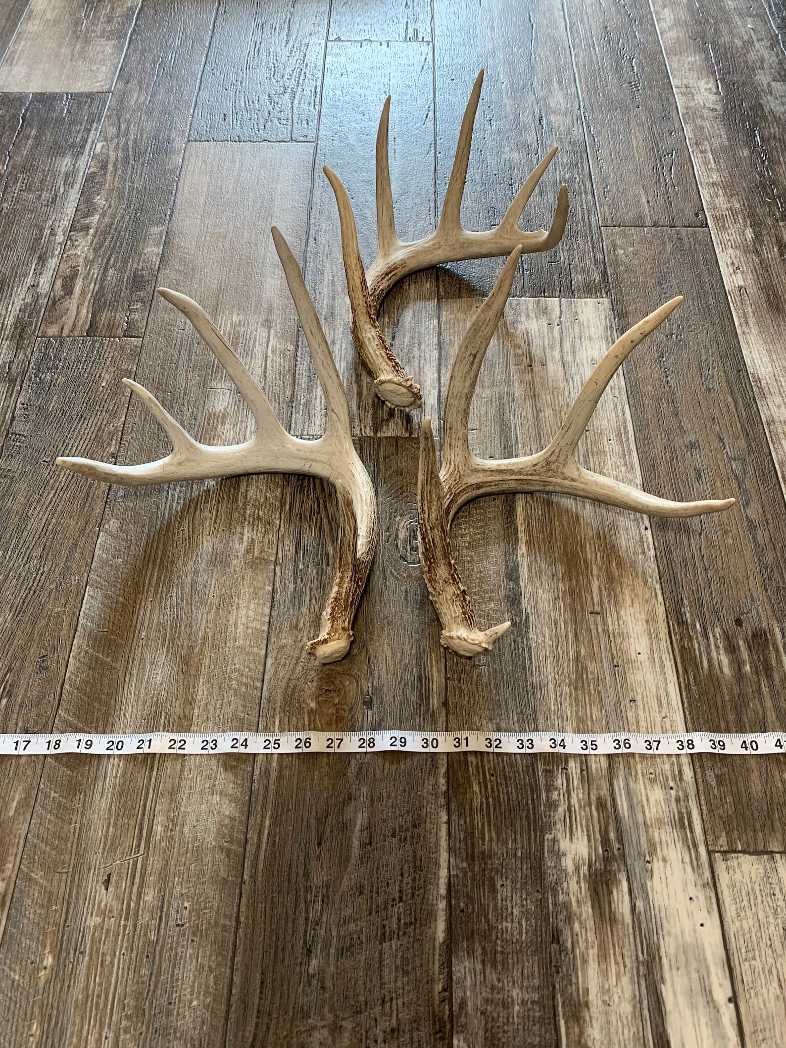 Large Deer Antler. Whole Deer Antler. Craft Antler. Grade A Antler. One ...