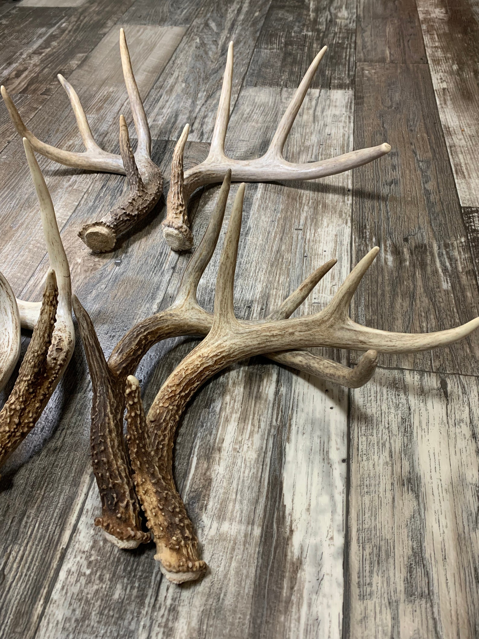 2 Pack Deer Antler. Whole Deer Antler. Craft Grade. Grade A - Etsy