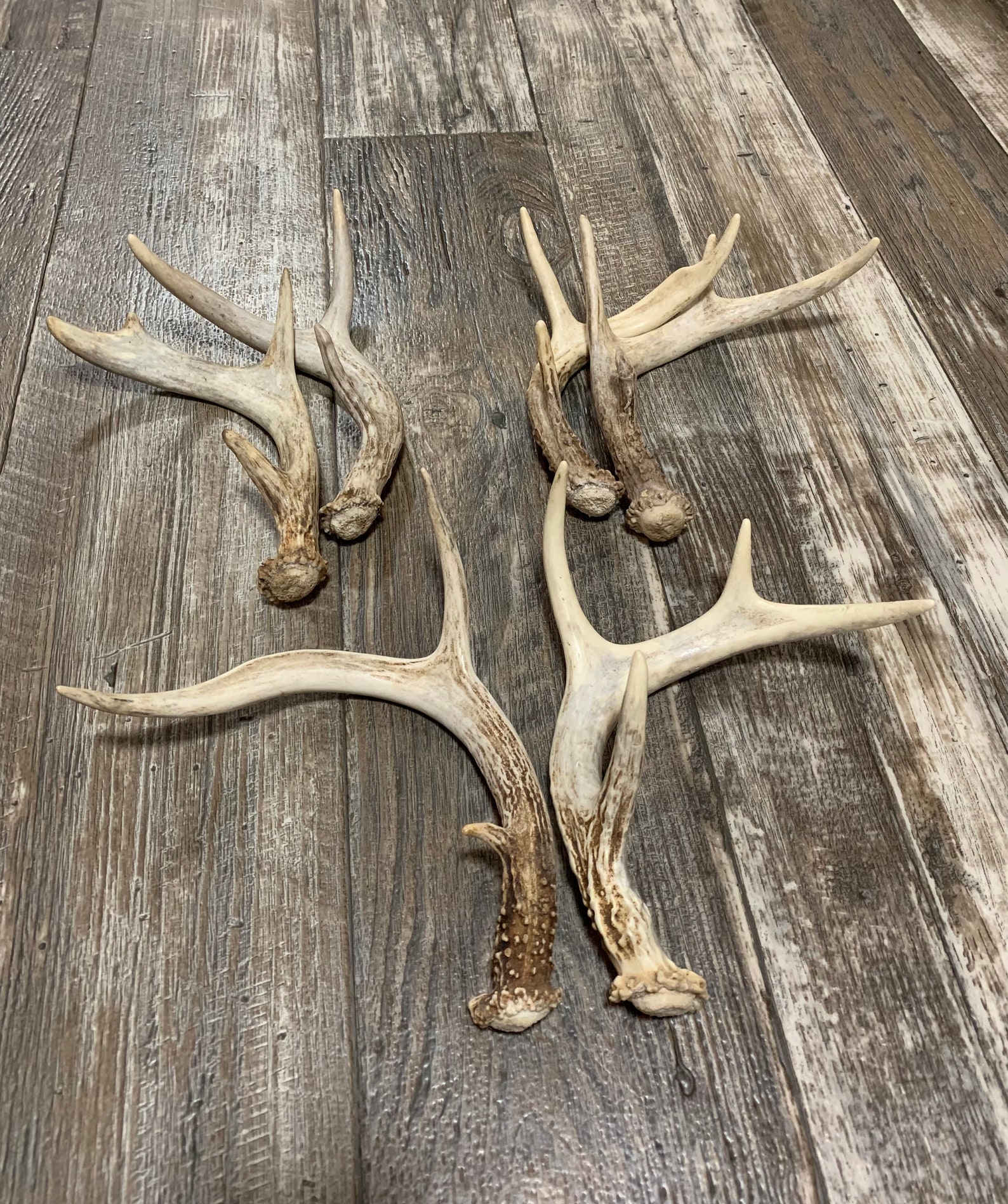 2 Pack Deer Antler. Whole Deer Antler. Craft Grade. Grade A - Etsy