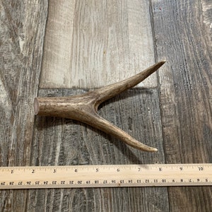 Forked Deer Antler Tines, Premium Craft Deer Antlers With the “Y” Fork ...