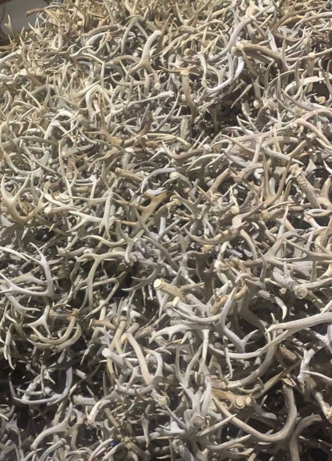 Bulk Craft Mule Deer Antlers, Grade A Antler. Deer Antler Sheds From ...