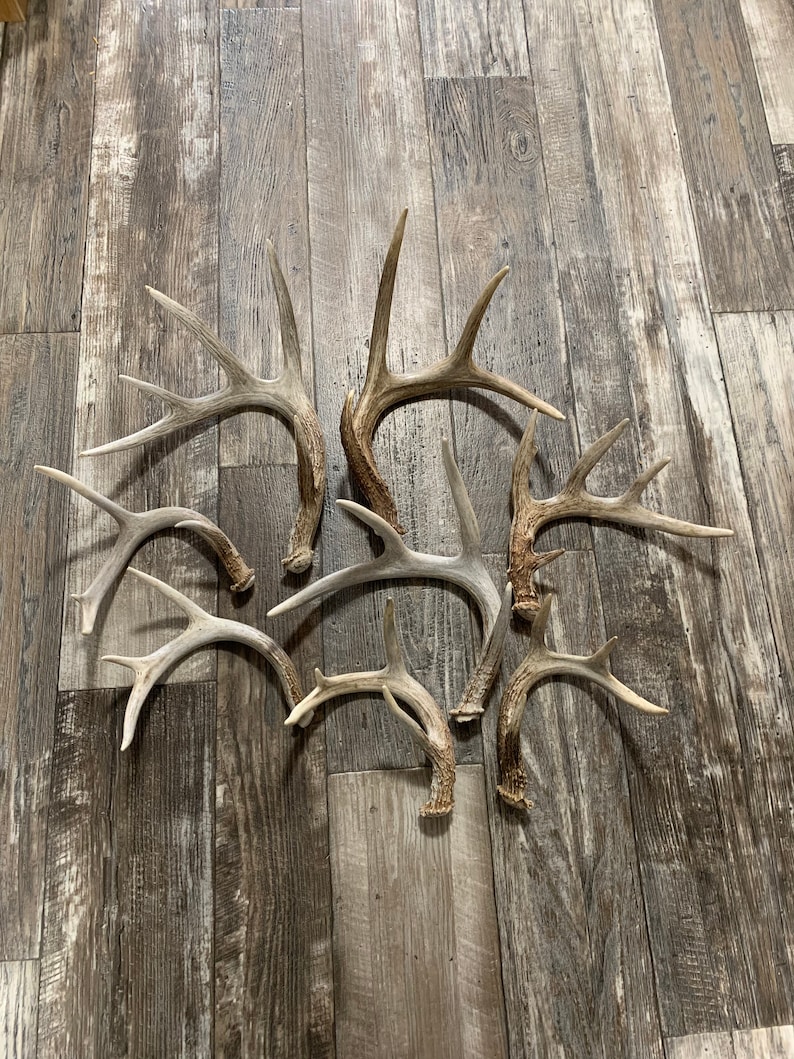 Bulk Craft Whitetail Deer Antlers! No Broken Tines or Tips! Natural ...