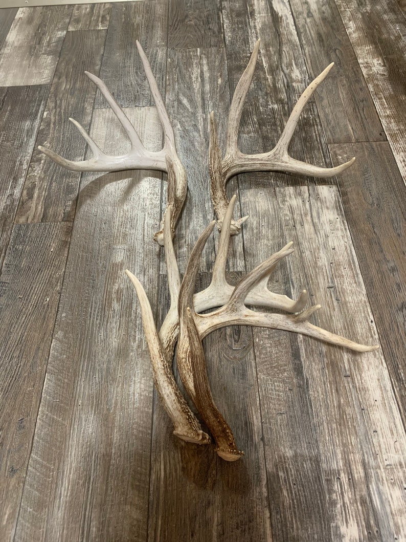 2 Pack Deer Antler. Whole Deer Antler. Craft Grade. Grade A - Etsy