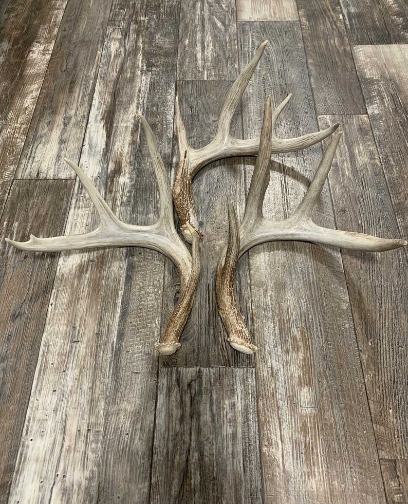 2 Pack Deer Antler. Whole Deer Antler. Craft Grade. Grade A - Etsy