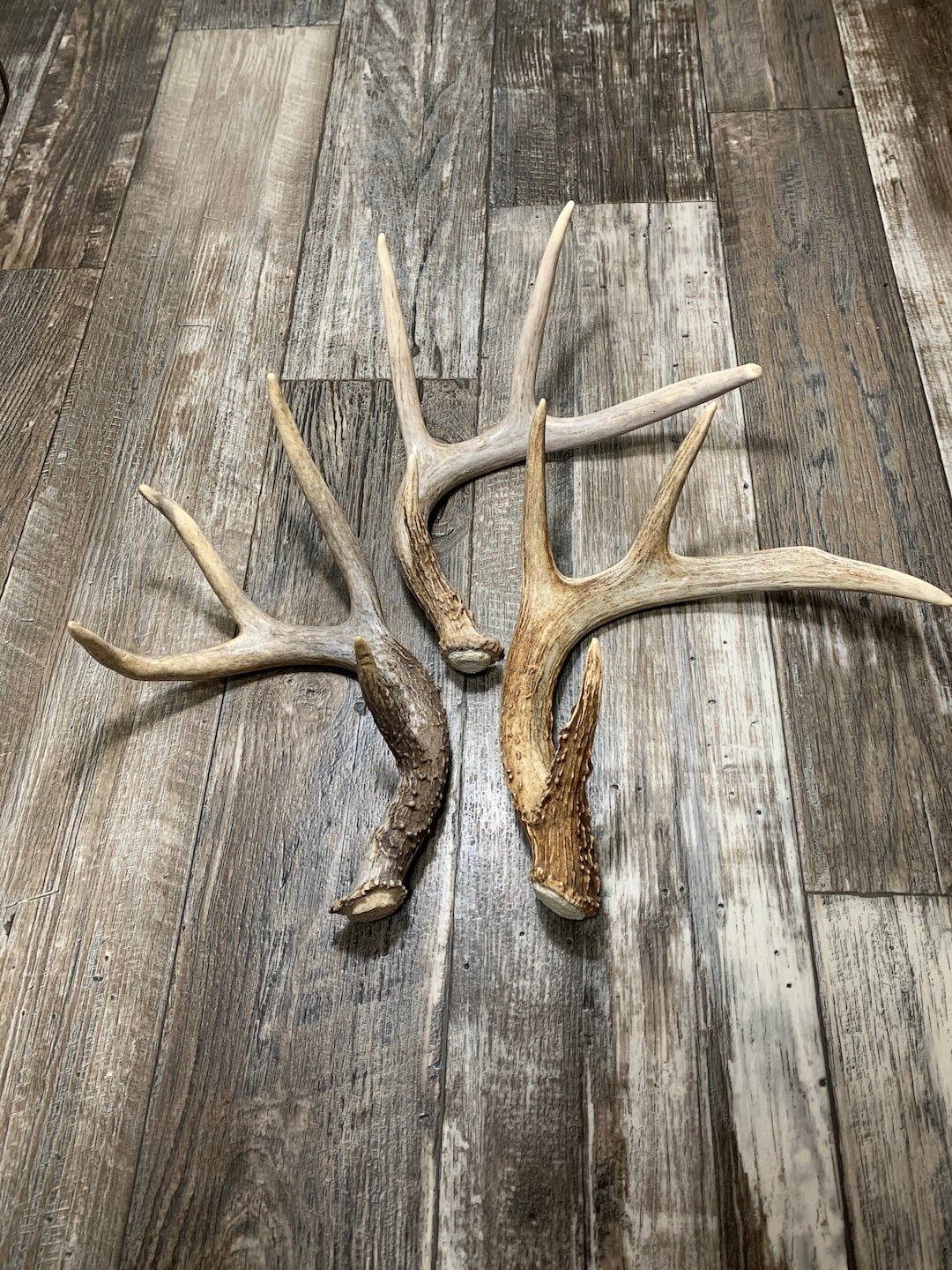Medium Deer Antler. Whole Antler. Craft Antler. Grade A Antlers. One ...