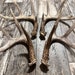 2 Pack Deer Antler. Whole Deer Antler. Craft Grade. Grade A Antlers ...