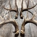 2 Pack Deer Antler. Whole Deer Antler. Craft Grade. Grade A Antlers ...