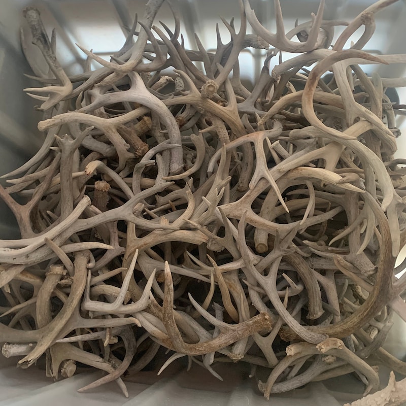 Small Antler Deer Skull - Etsy