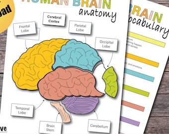 Brain Anatomy Printable Activity, Kids Science Puzzle, Brain Parts ...