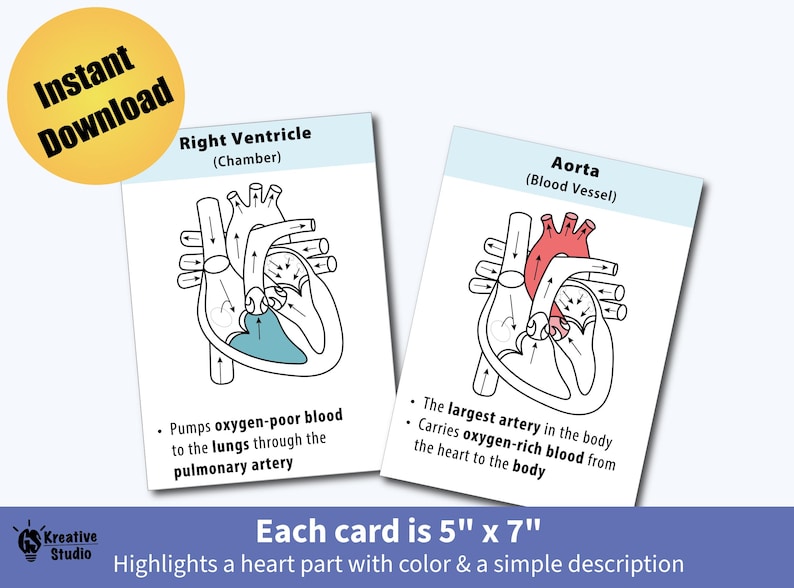 Printable Heart Anatomy Flashcards, Human Heart Study Cards, Kids Heart ...