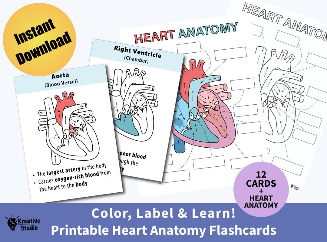 Printable Heart Anatomy Flashcards, Human Heart Study Cards, Kids Heart ...