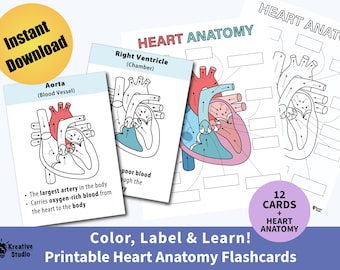 Printable Heart Anatomy Flashcards, Human Heart Study Cards, Kids Heart ...