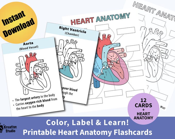 Printable Heart Anatomy Flashcards, Human Heart Study Cards, Science ...