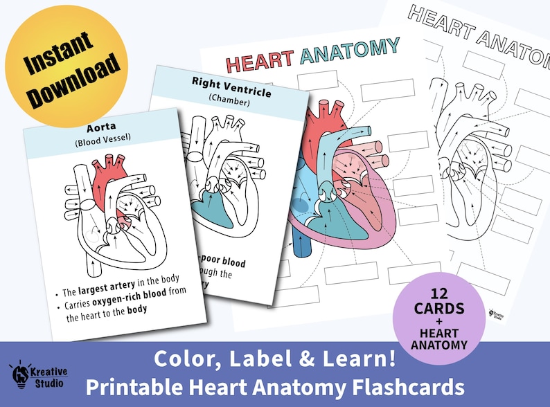 Printable Heart Anatomy Flashcards, Human Heart Study Cards, Kids Heart ...