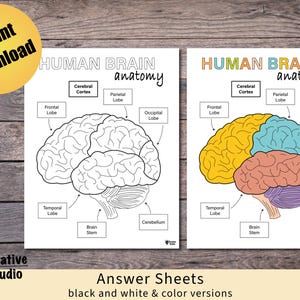 Brain Anatomy Printable Activity, Kids Science Puzzle, Brain Parts ...