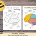 Brain Anatomy Printable Activity, Kids Science Puzzle, Brain Parts ...