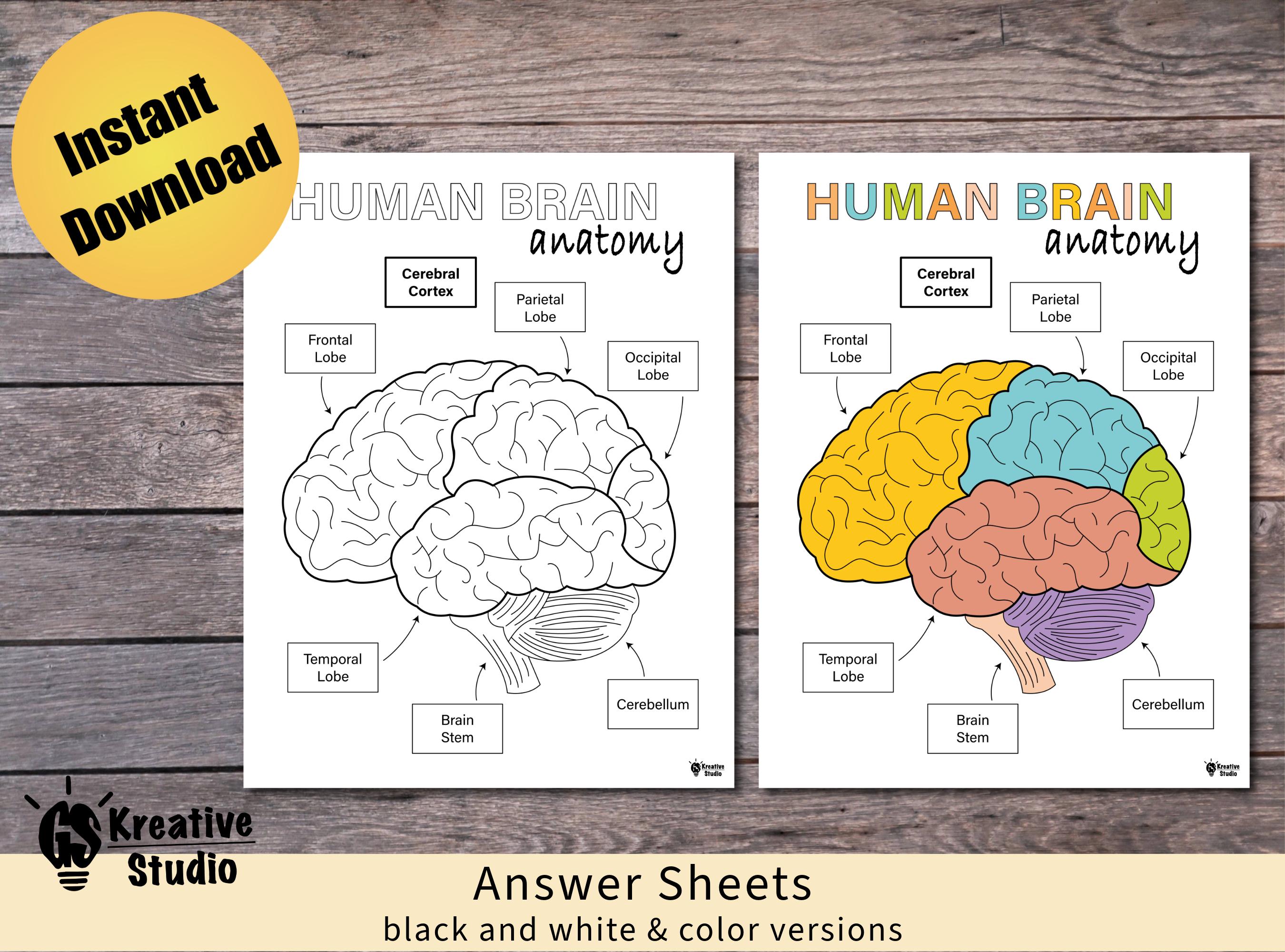 Brain Anatomy Printable Activity, Kids Science Puzzle, Brain Parts ...