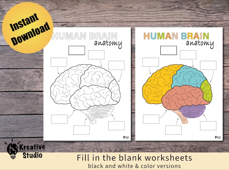 Brain Anatomy Printable Activity, Kids Science Puzzle, Brain Parts ...