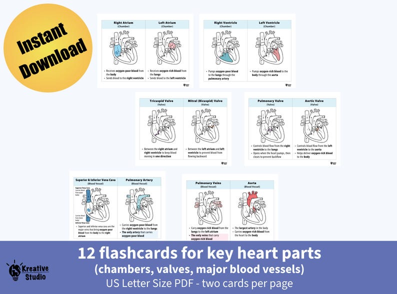 Printable Heart Anatomy Flashcards, Human Heart Study Cards, Kids Heart ...
