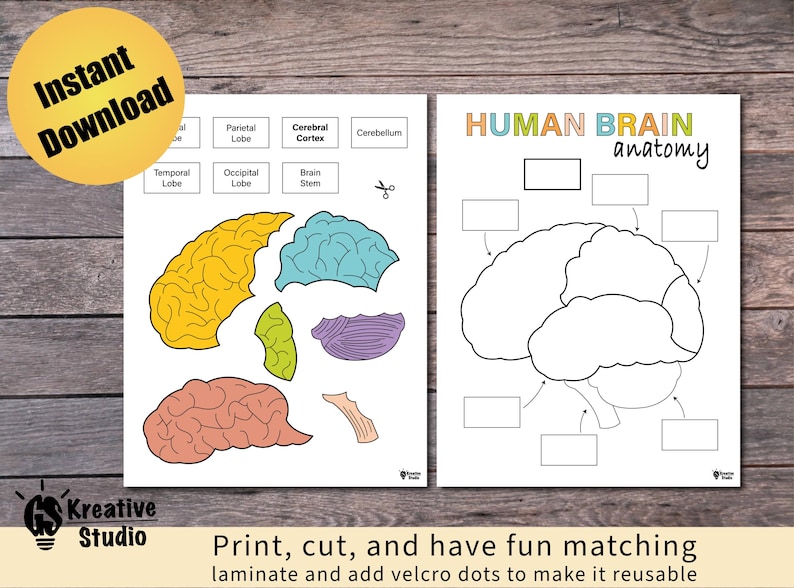 Brain Anatomy Printable Activity, Kids Science Puzzle, Brain Parts ...
