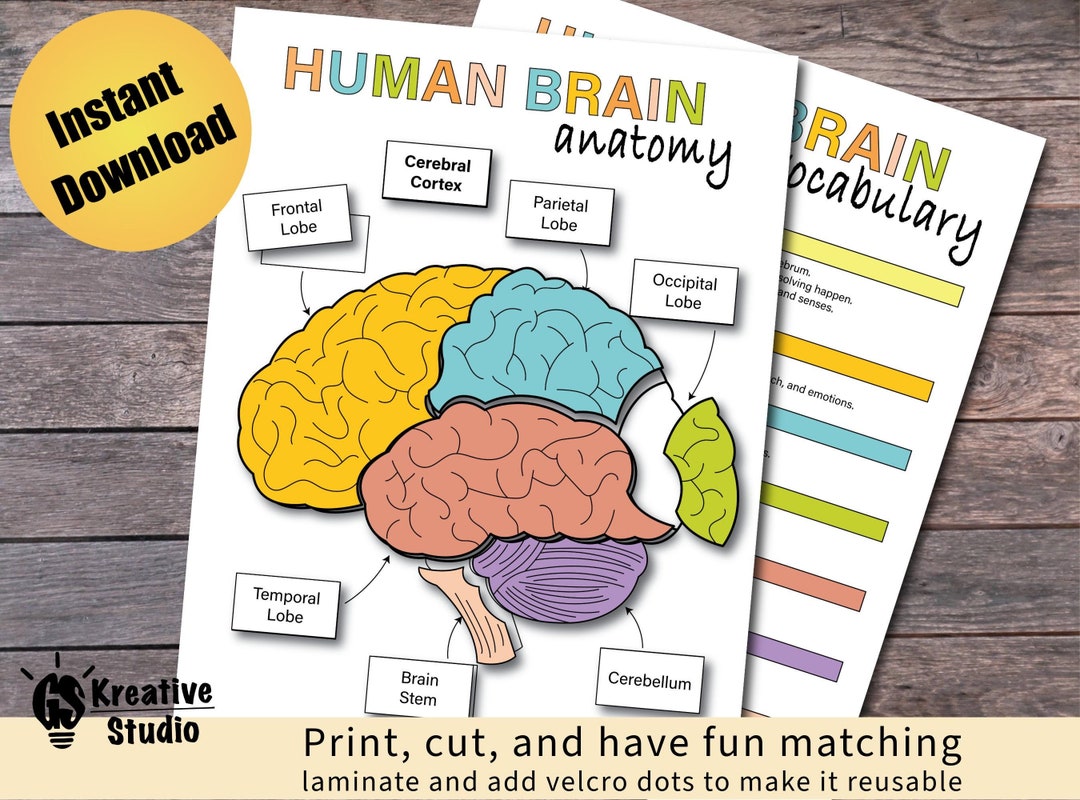 Brain Anatomy Printable Activity, Kids Science Puzzle, Brain Parts ...