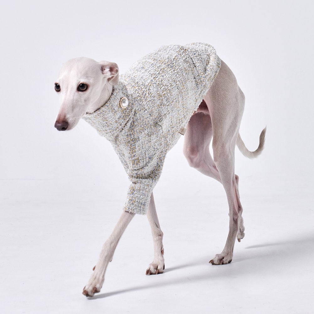 Does The Levriero Sardo Grow Big