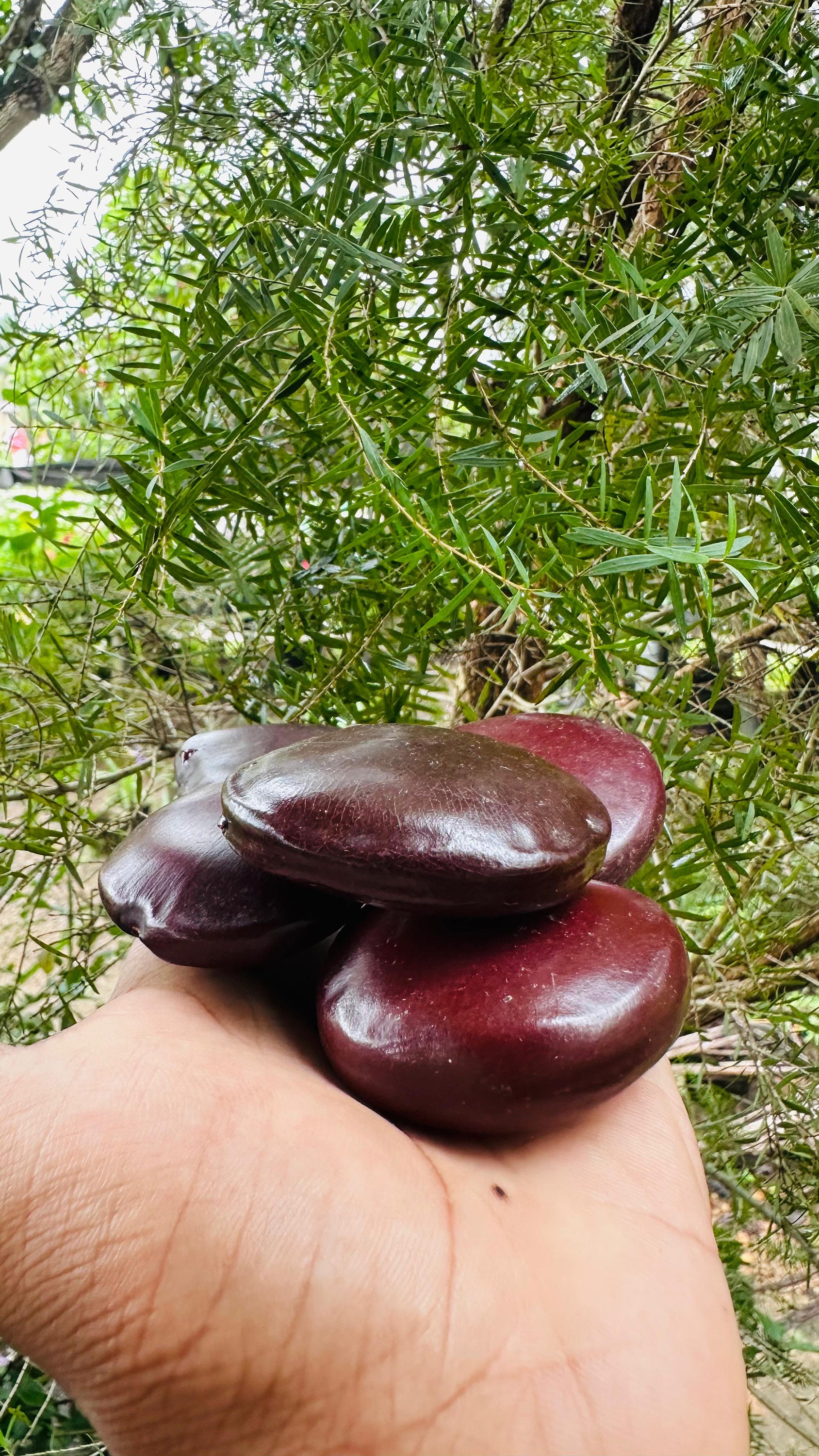 African Dream Bean African Dream Herb Entada Rheedii Seed Whole Seed ...