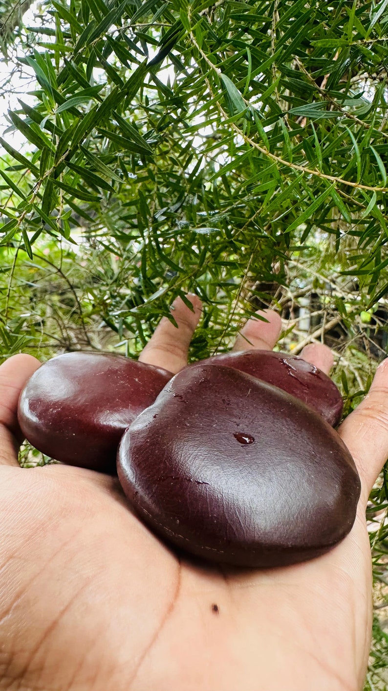 African Dream Bean African Dream Herb Entada Rheedii Seed Whole Seed ...