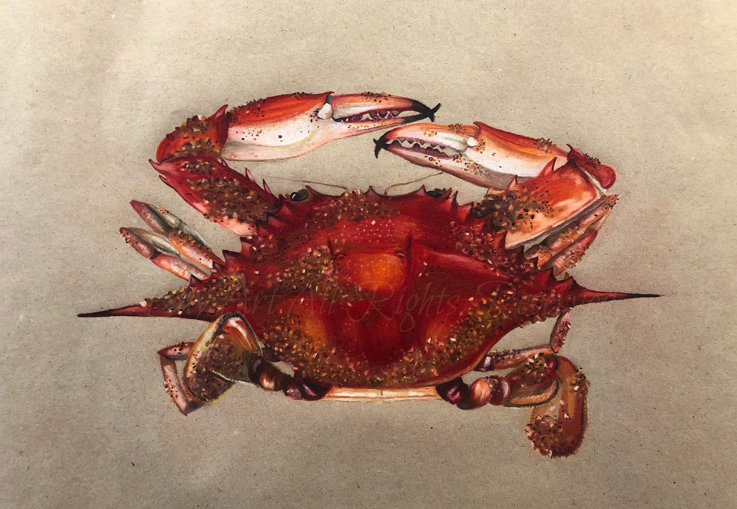 Steamed Blue Crab on Crab Paper Print - Etsy