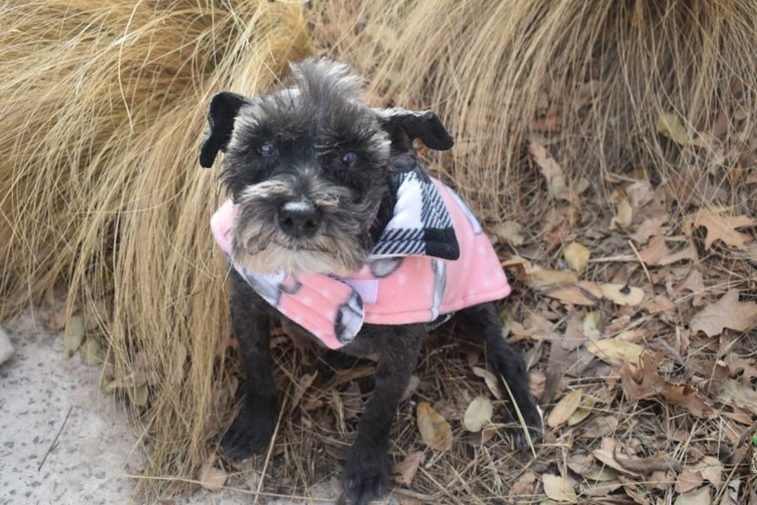 Reversible Velcro Fleece Jacket With Collar for Dogs - Etsy
