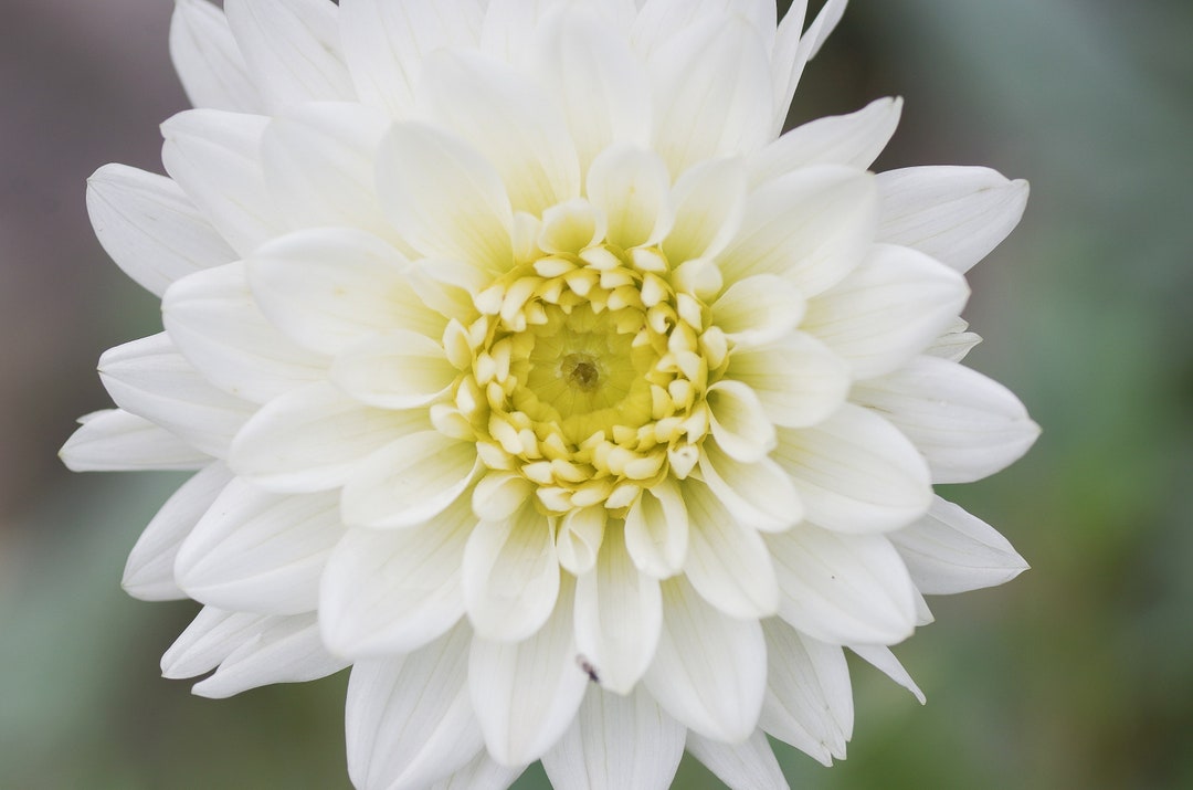 White Flower Print for Digital Download - Etsy