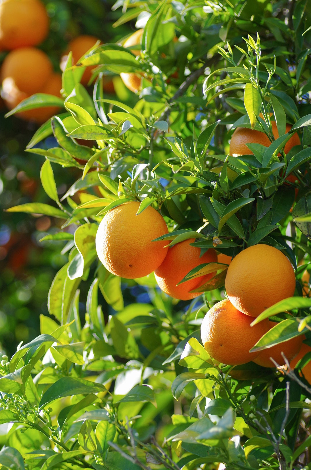 Orange Tree Print for Digital Download - Etsy