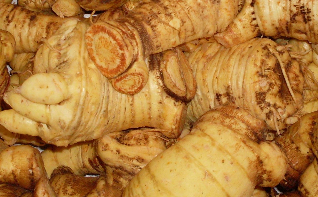 Puerto Rican Apio (celery) 8 Pounds. - Etsy