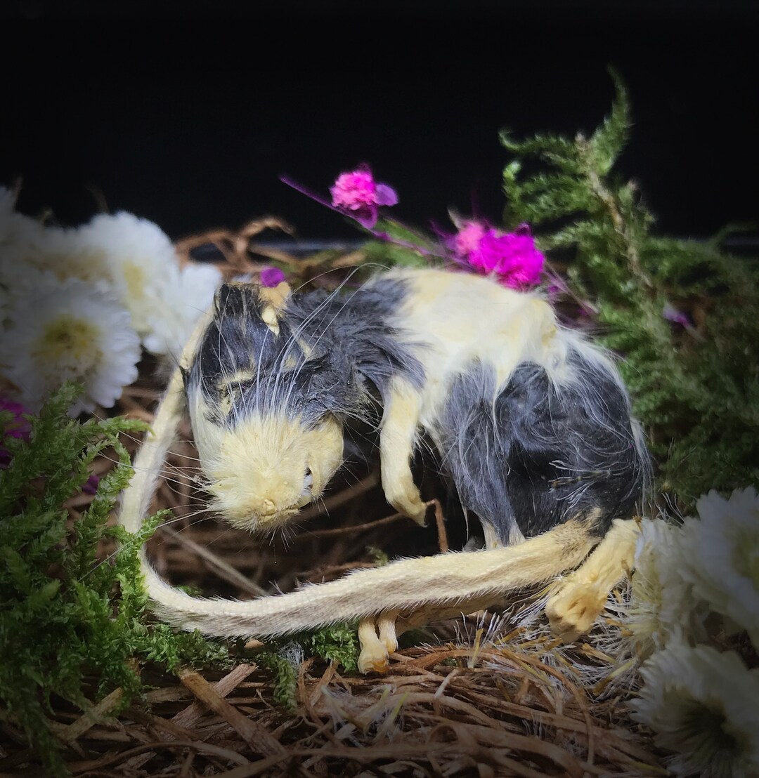 Cute Little Mouse in a Flower Nest - Mummified - Taxidermy - Weird ...